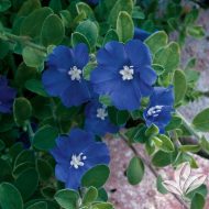 Texas Primrose - Plants for Texas